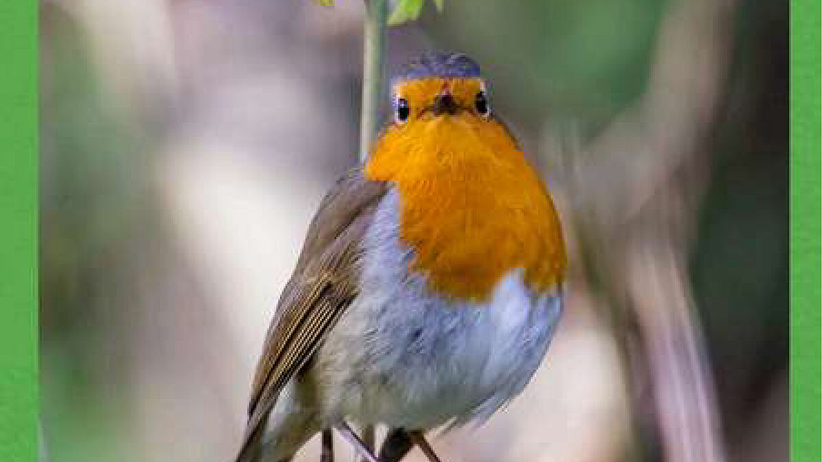 Exposition photos de Bernard Seigneuret “ Les Oiseaux en Vaucluse”